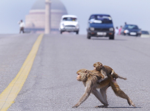 India: monkey business when it comes to food