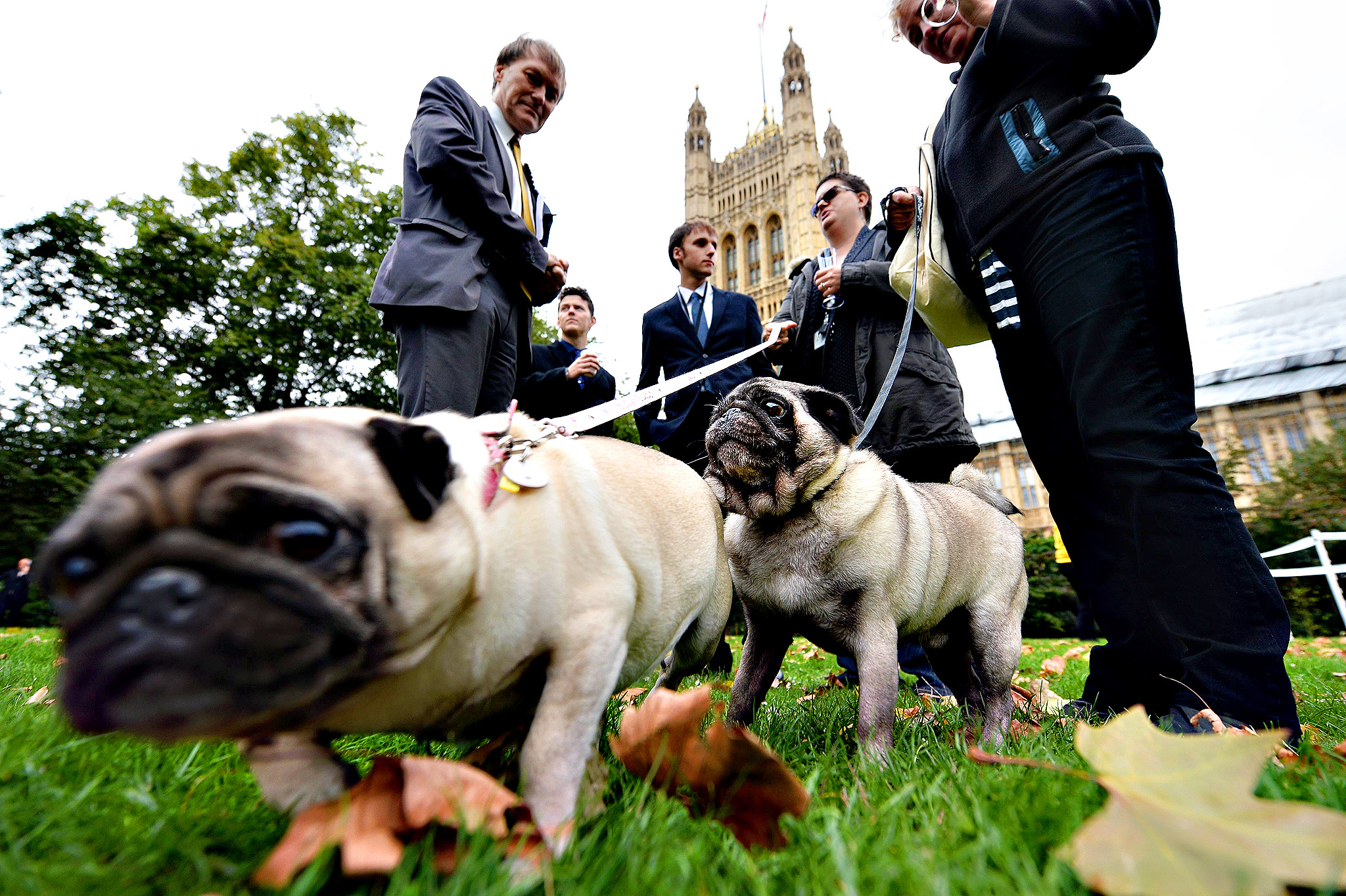 Westminster’s top dogs